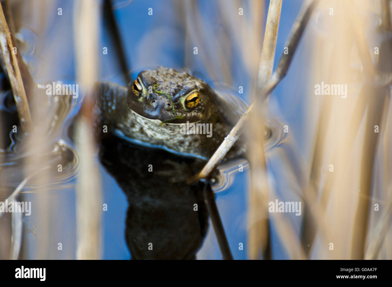 Cursed frog hi-res stock photography and images - Alamy