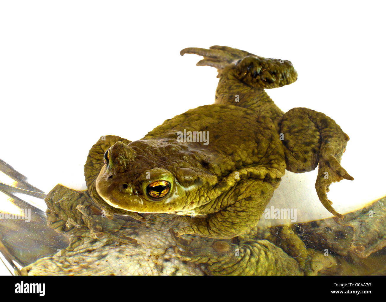 Scary invertebrate hi-res stock photography and images - Alamy