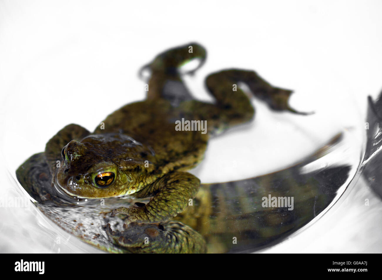 Toad side view hi-res stock photography and images - Alamy