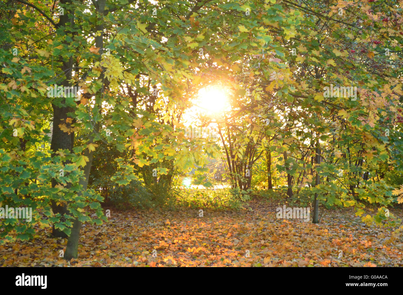 Glowing leaf hi-res stock photography and images - Alamy