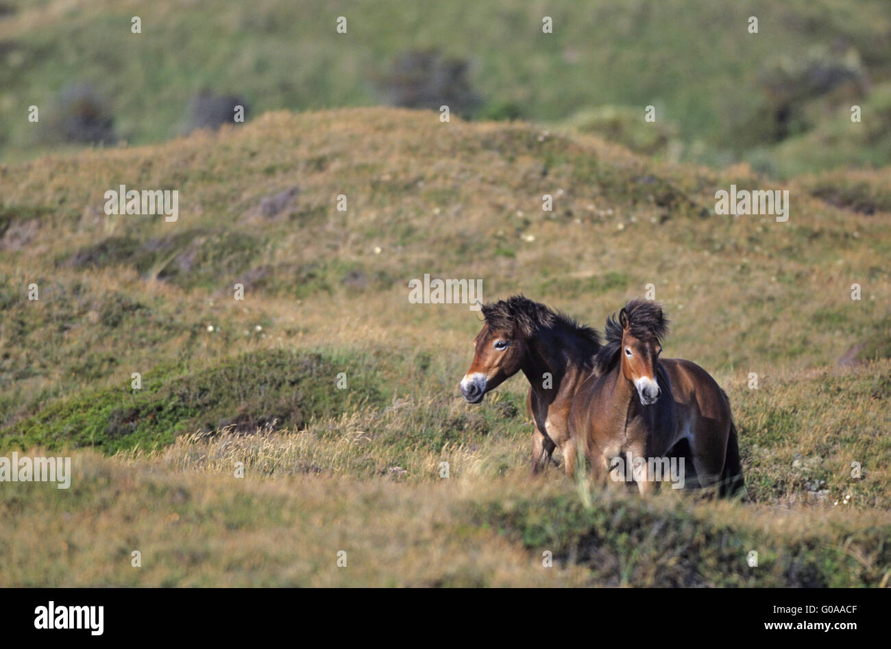 Fighter stallions hi-res stock photography and images - Alamy