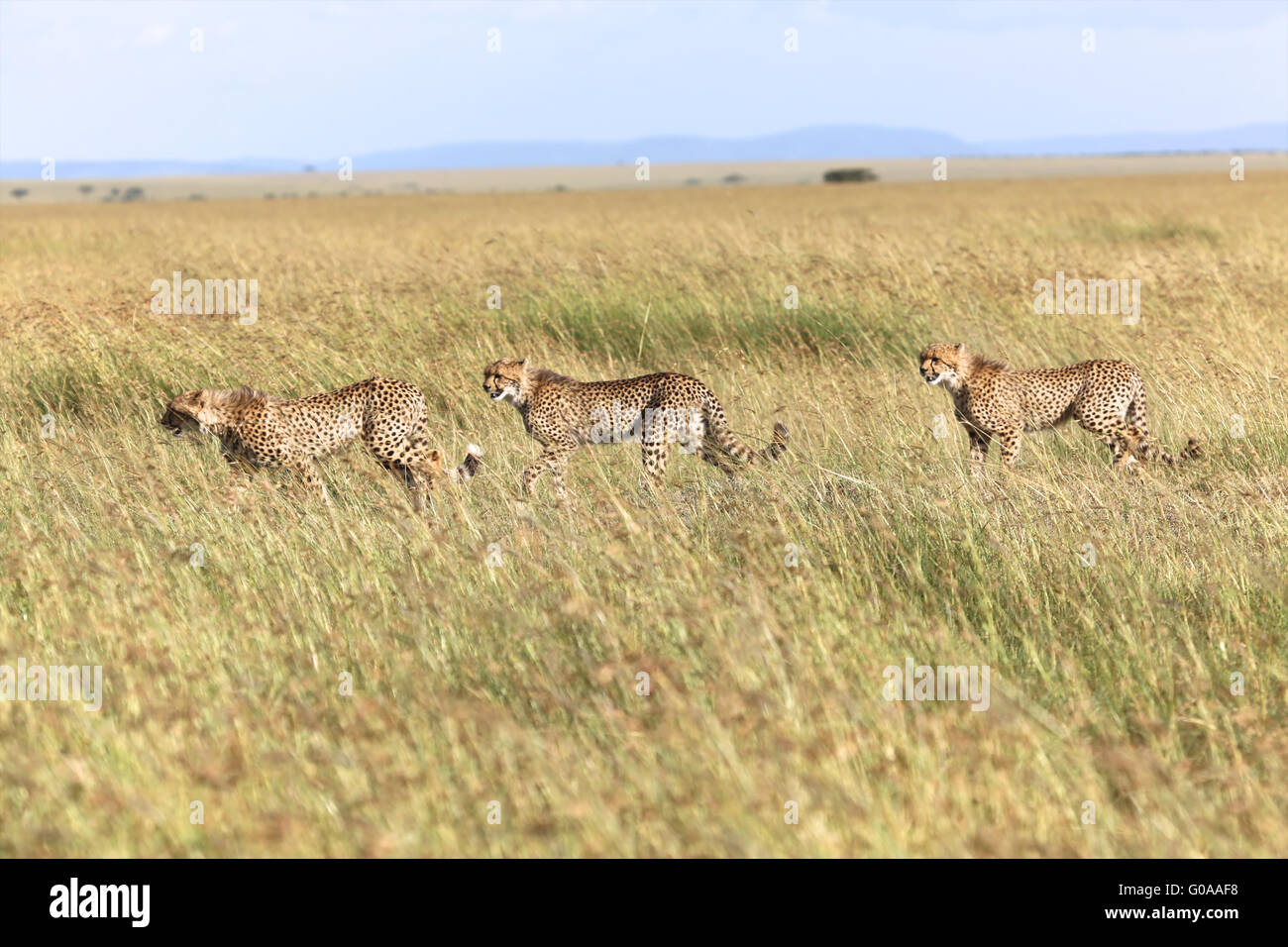 a family of cheetahs hunting in masai mara national game park kenya ...