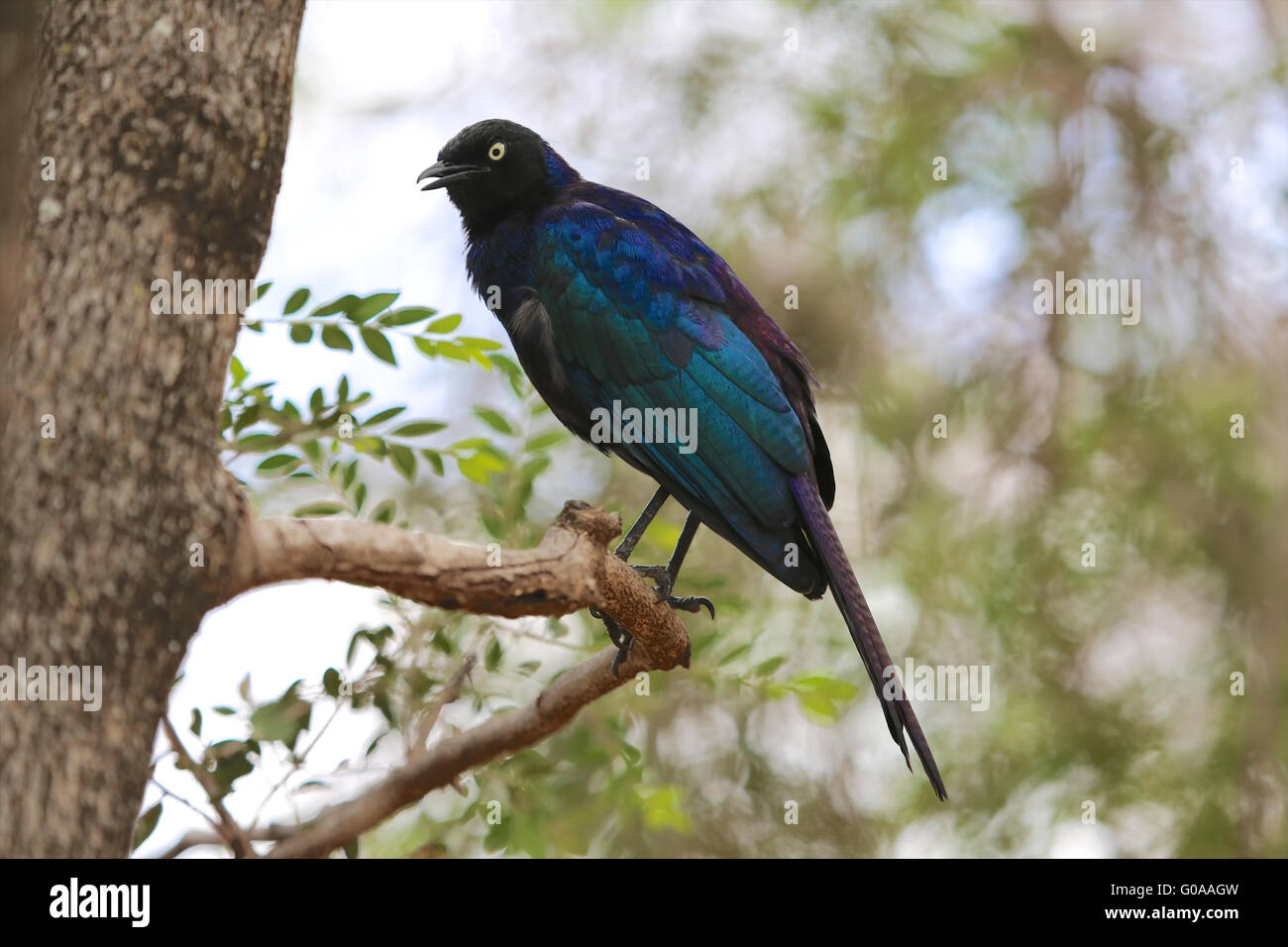 a great blue-eared starling in baringo lake national park kenya Stock ...