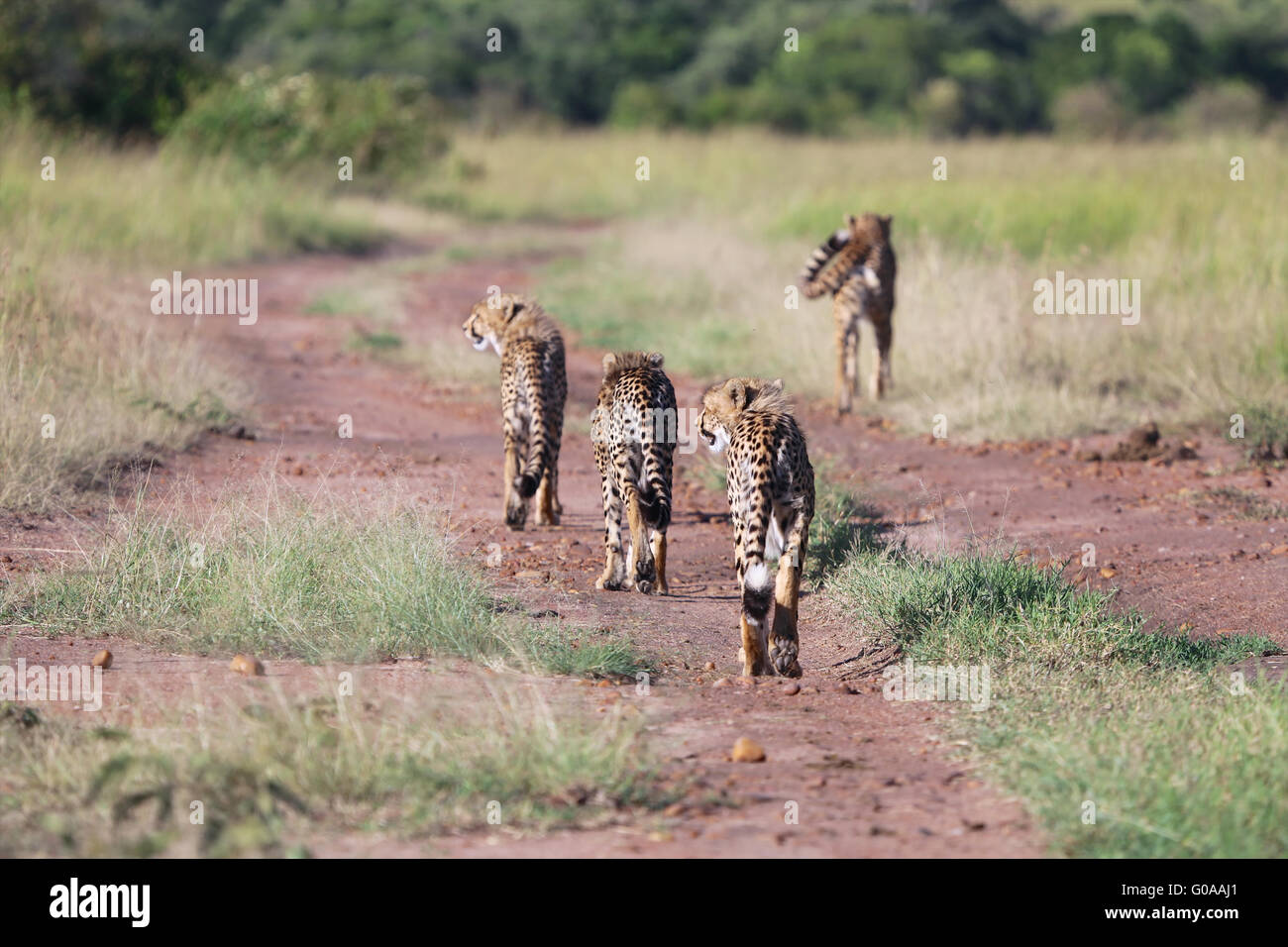 a family of cheetahs hunting in masai mara national game park kenya ...