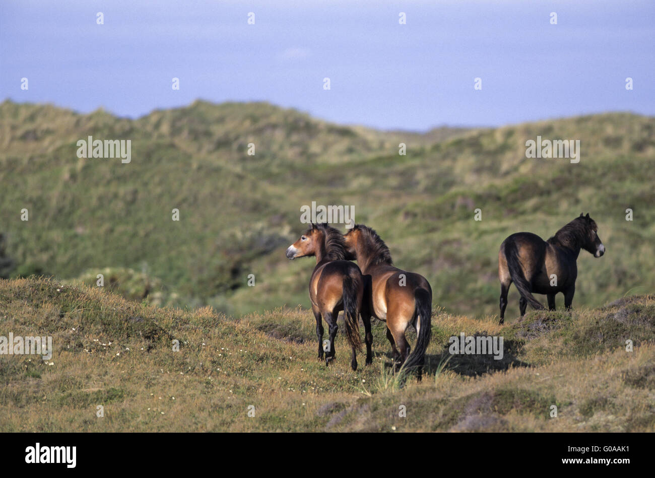 Exmoor Pony stallions playfully fighting Stock Photo - Alamy