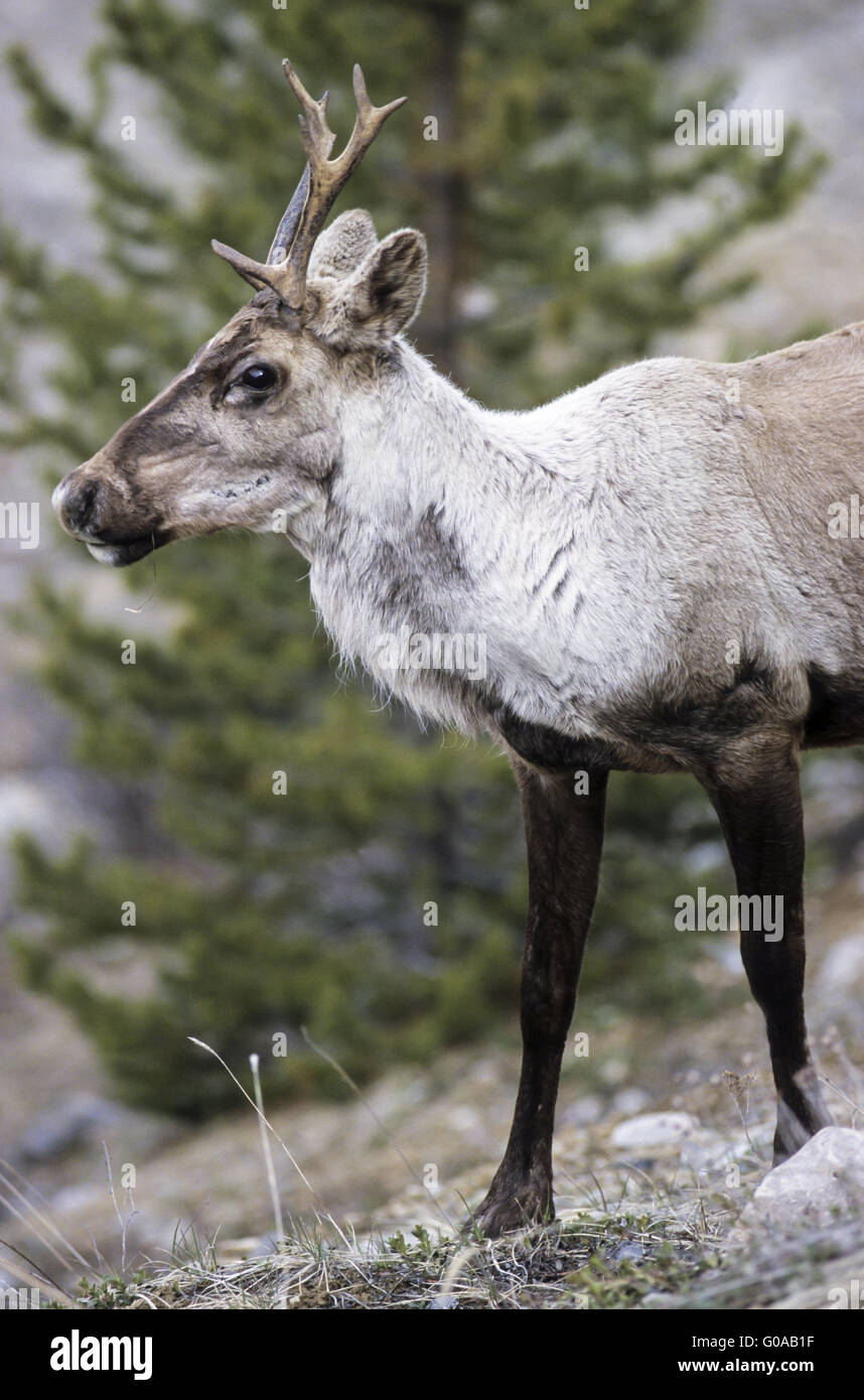 Woodland caribou hi-res stock photography and images - Alamy