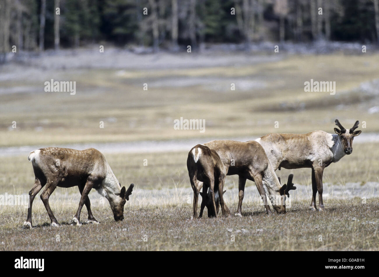 Waldkaribus hi-res stock photography and images - Alamy
