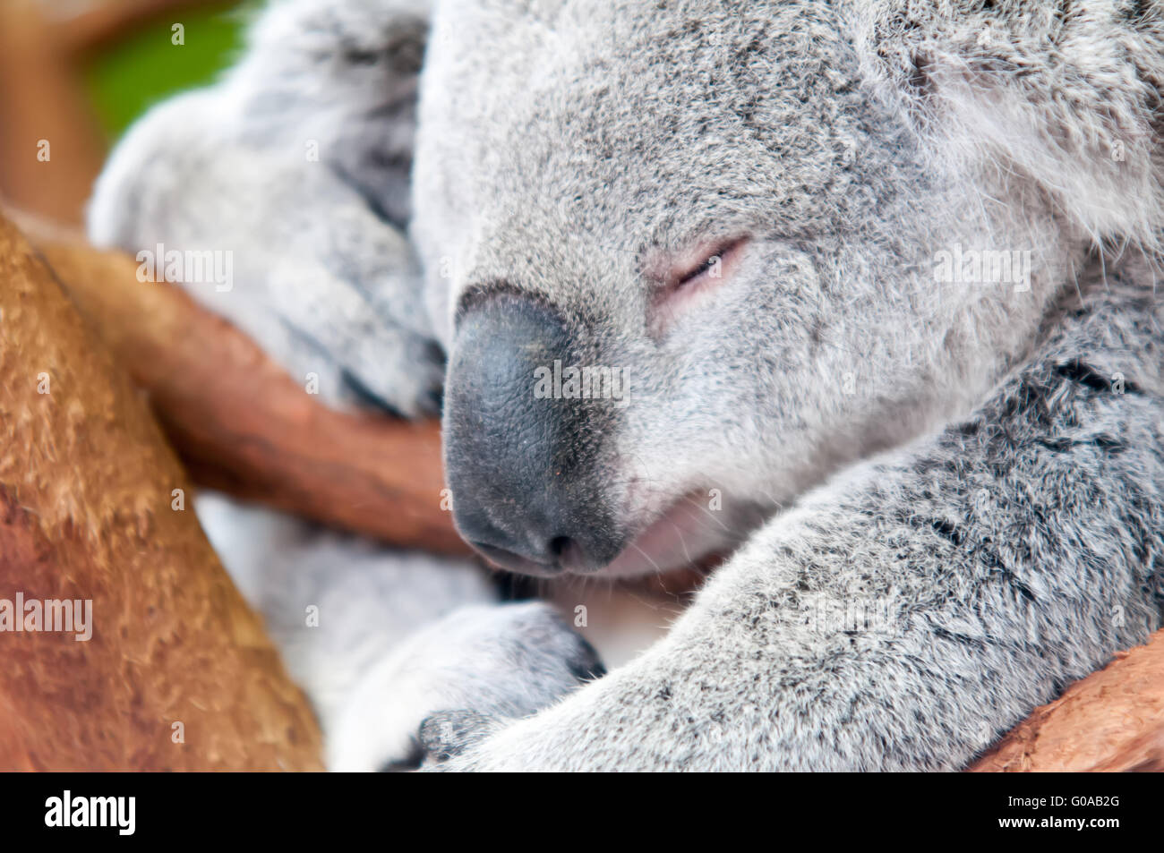 Koala zoo child hi-res stock photography and images - Alamy