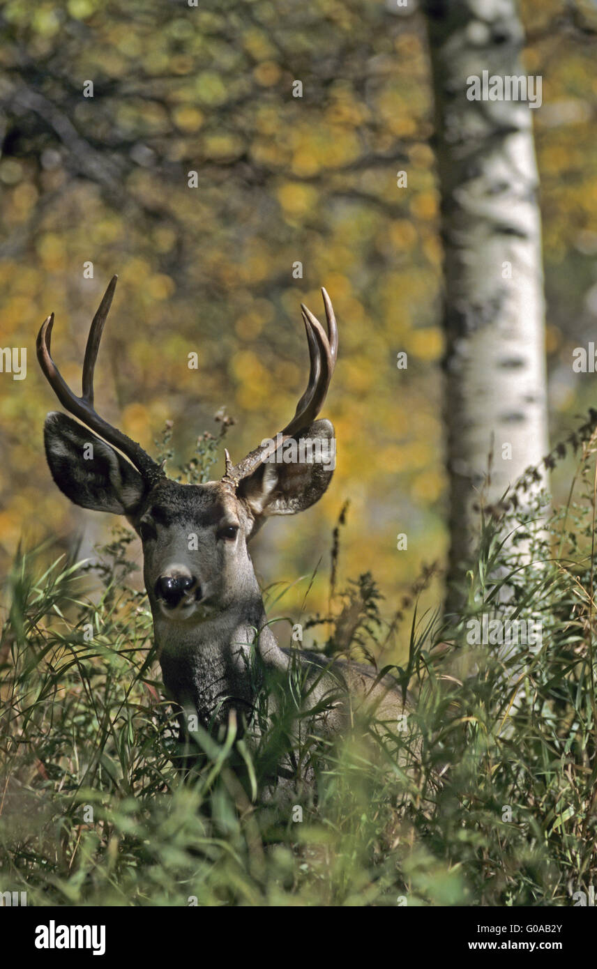 Mule deer in rocky hi-res stock photography and images - Alamy