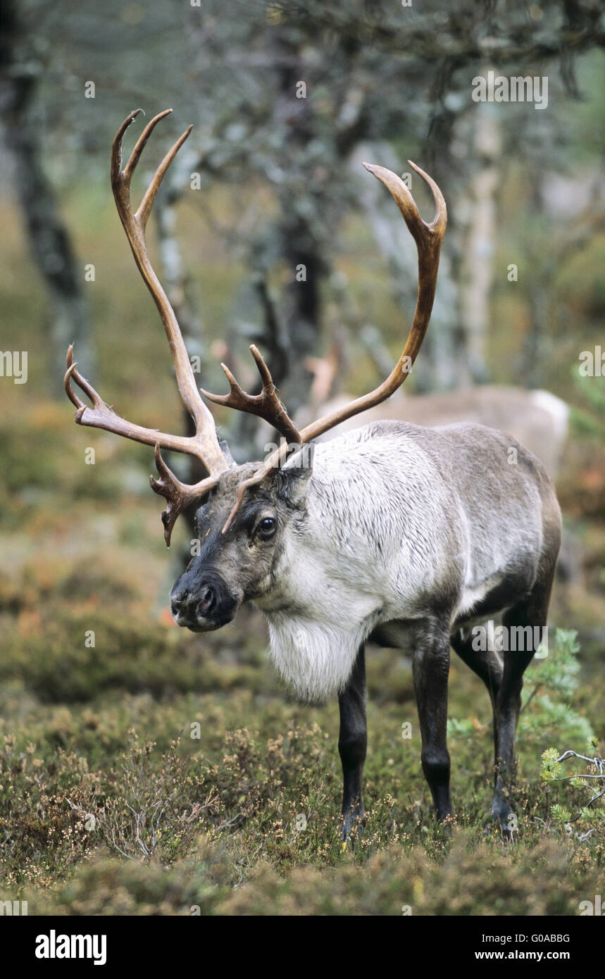 Bull Reindeer in the rutting season Stock Photo - Alamy