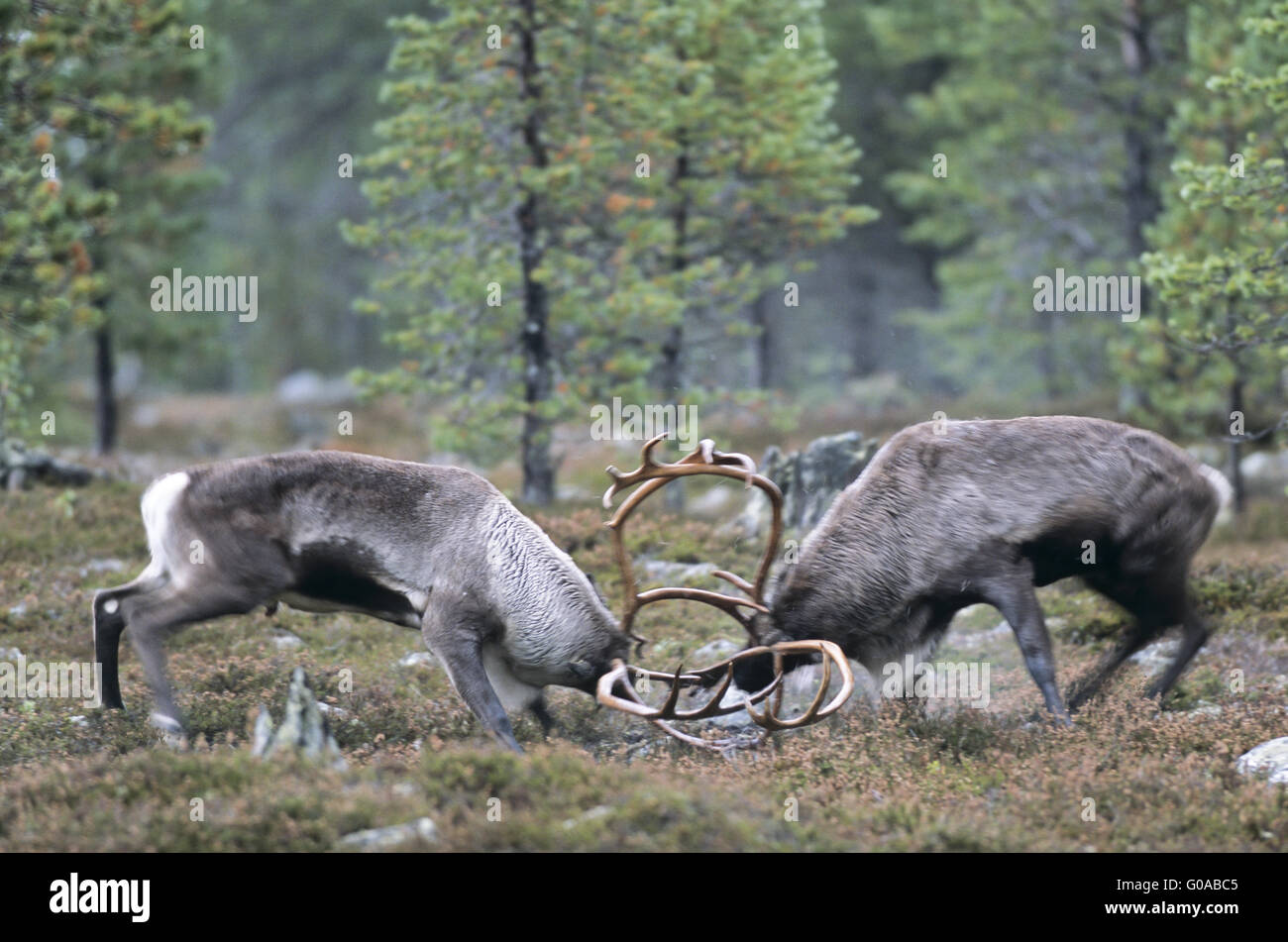 Bull Reindeer fighting in the rutting season Stock Photo - Alamy