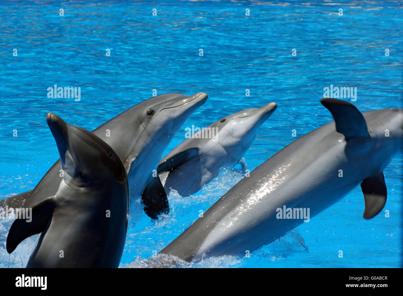Delphin Stock Photos & Delphin Stock Images - Alamy