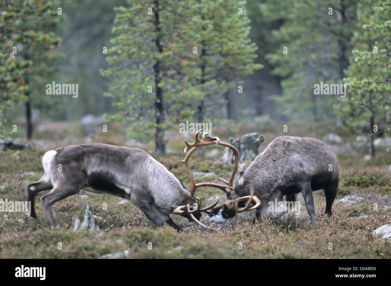 Bull Reindeer fighting in the rutting season Stock Photo - Alamy