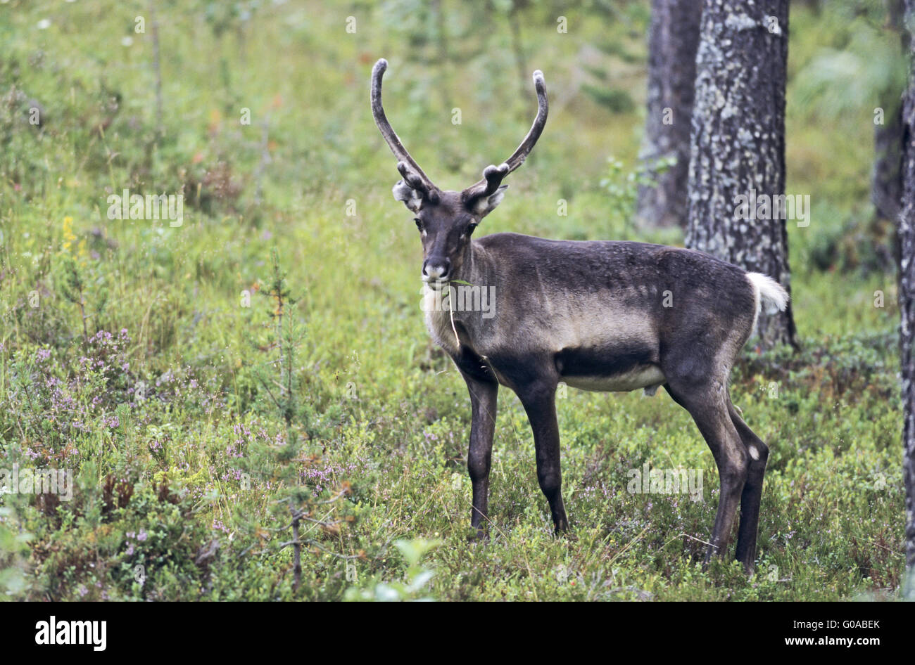Bull Reindeer with velvet covered antler Stock Photo - Alamy