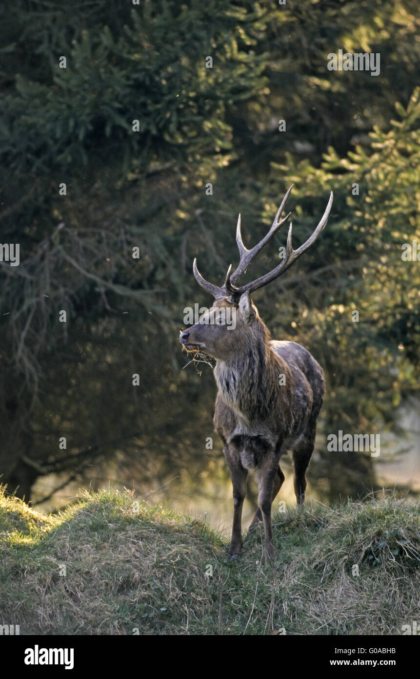 Sika Deer stag in early spring at a forest edge Stock Photo - Alamy
