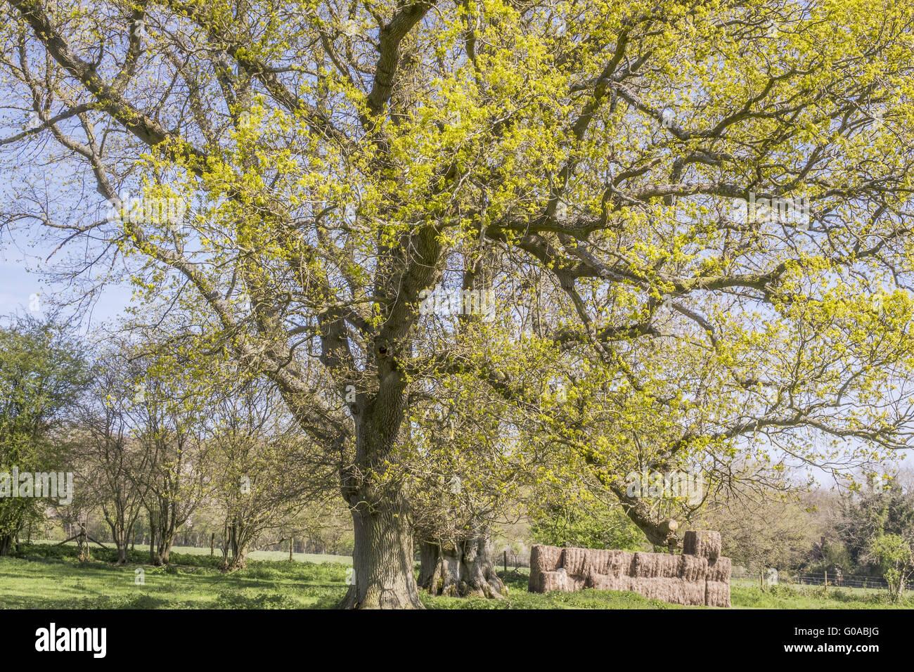 Leaves on all the trees hi-res stock photography and images - Alamy