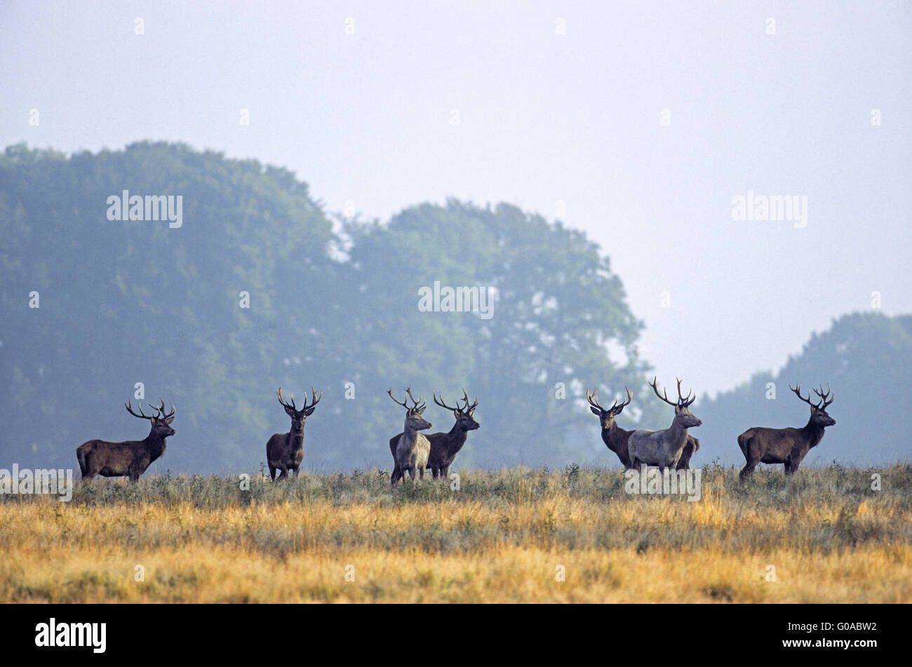 White red deer hi-res stock photography and images - Alamy