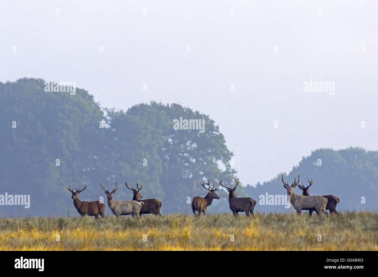 Bull stags hi-res stock photography and images - Alamy