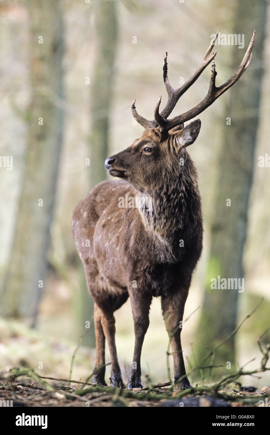Dybowski Sika Deer stag in late autumn Stock Photo - Alamy
