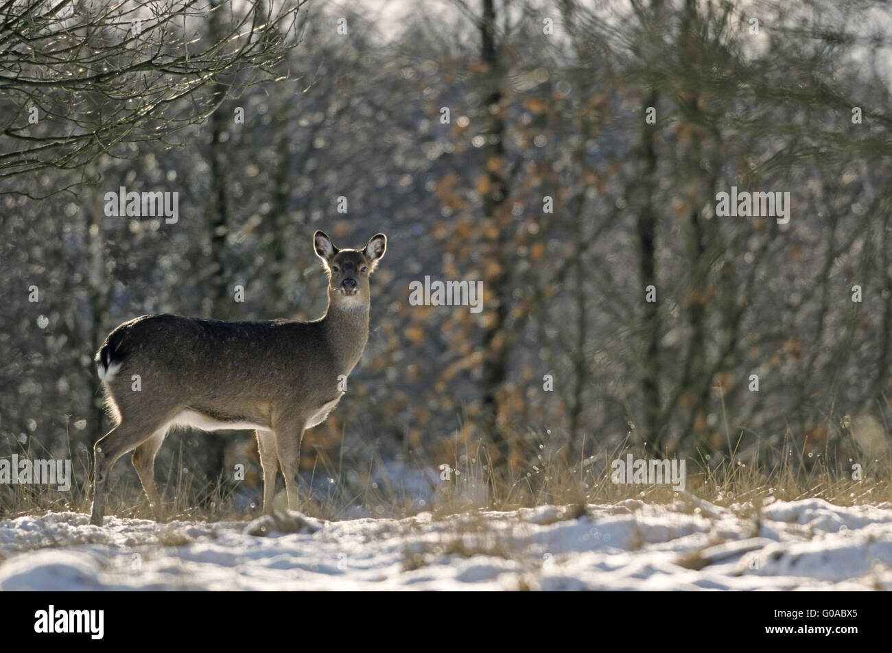 Female deer in winter coats hi-res stock photography and images - Alamy