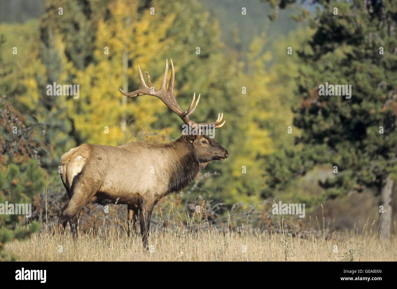Bull Elk in the rutting season - (American Elk Stock Photo - Alamy