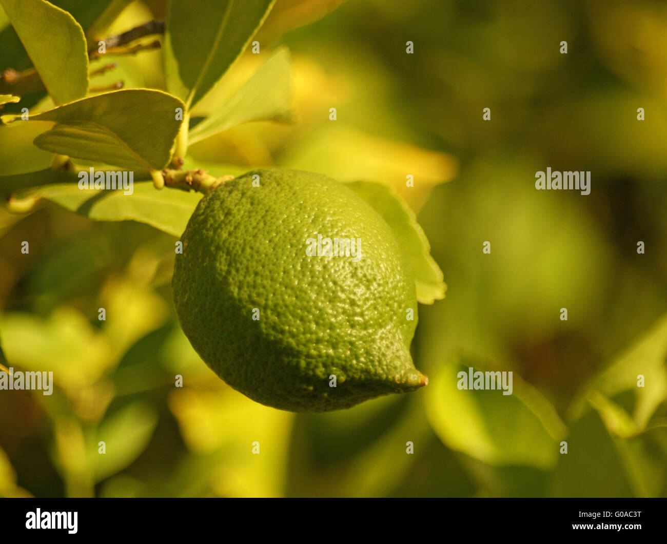 Zitrone Tree High Resolution Stock Photography and Images - Alamy