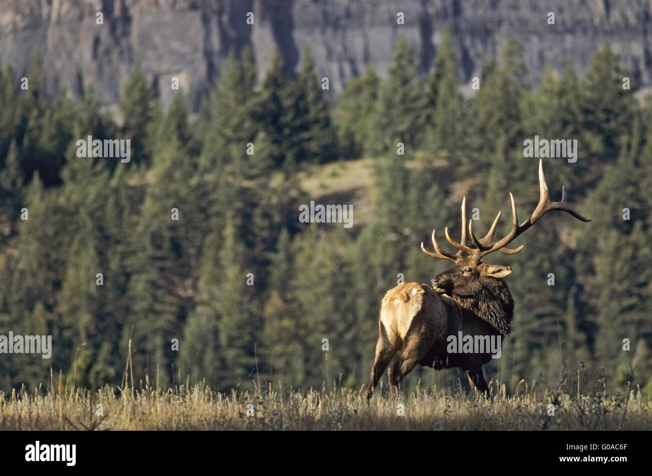 Bull Elk in the rut in morning light Stock Photo - Alamy
