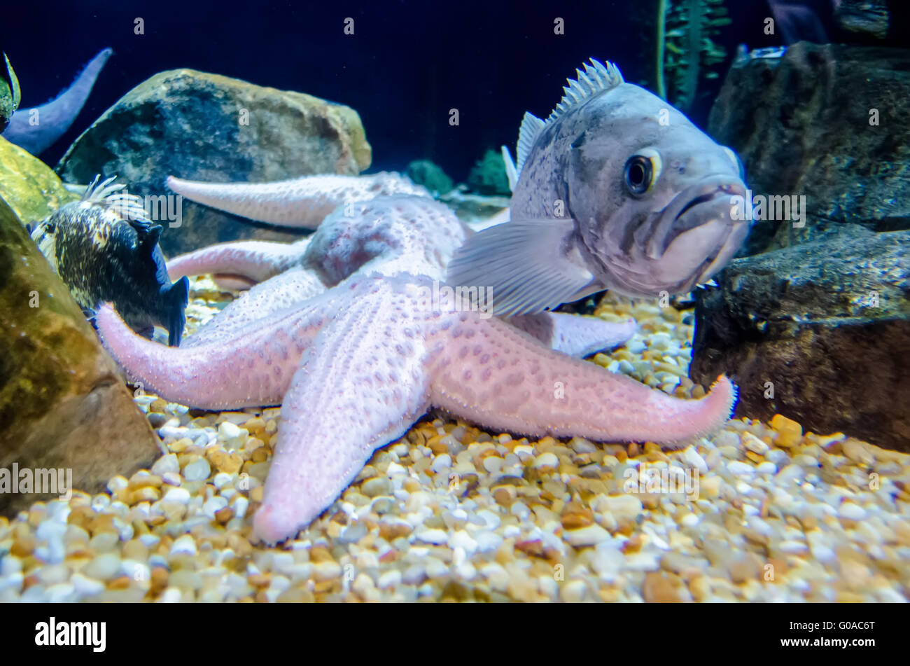 Oreaster reticulatus hi-res stock photography and images - Alamy