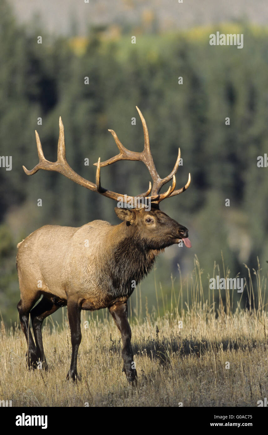 Rutting elk cervus canadensis hi-res stock photography and images - Alamy