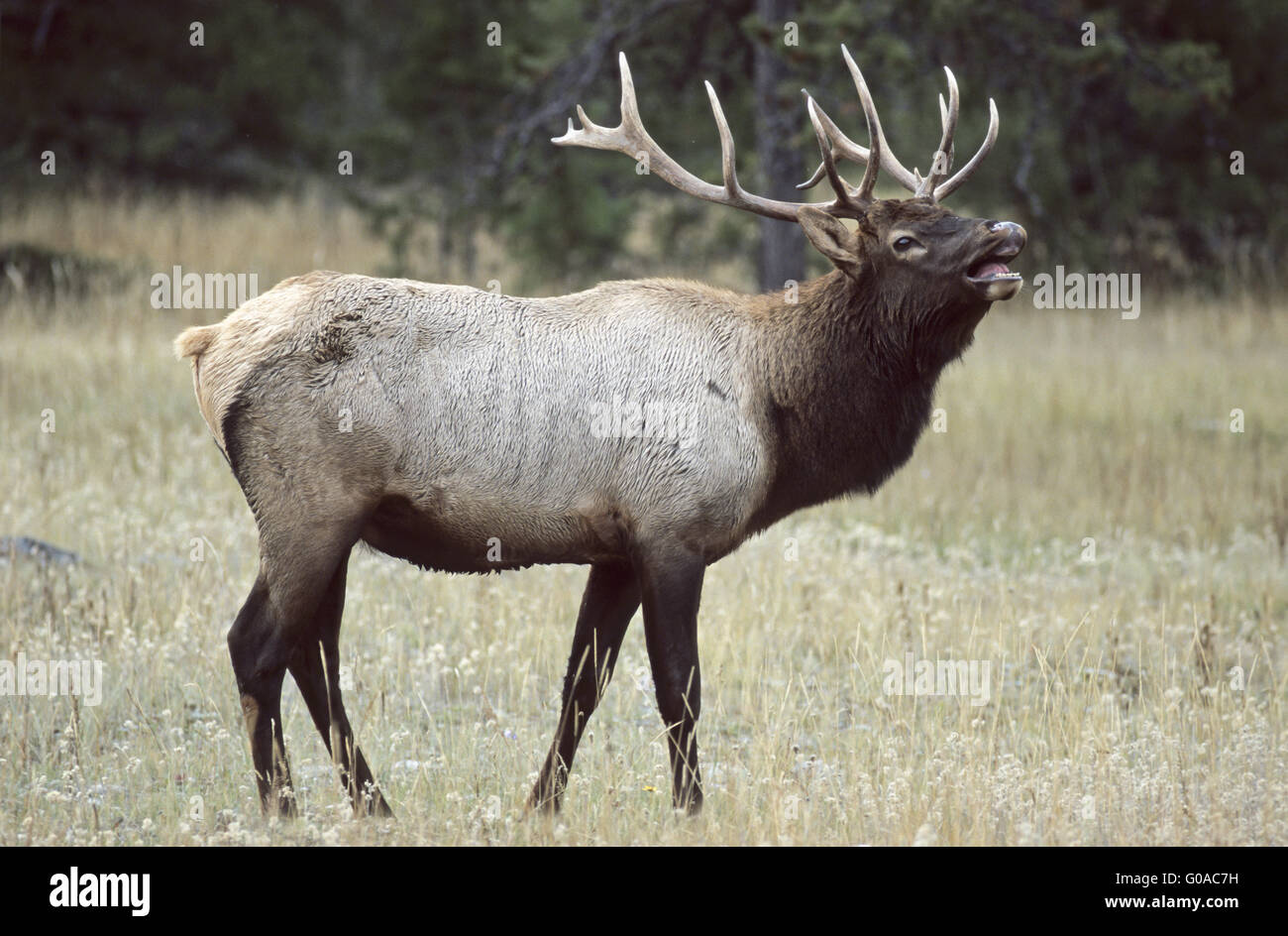 Bull Elk scenting in the rut - (American Elk Stock Photo - Alamy