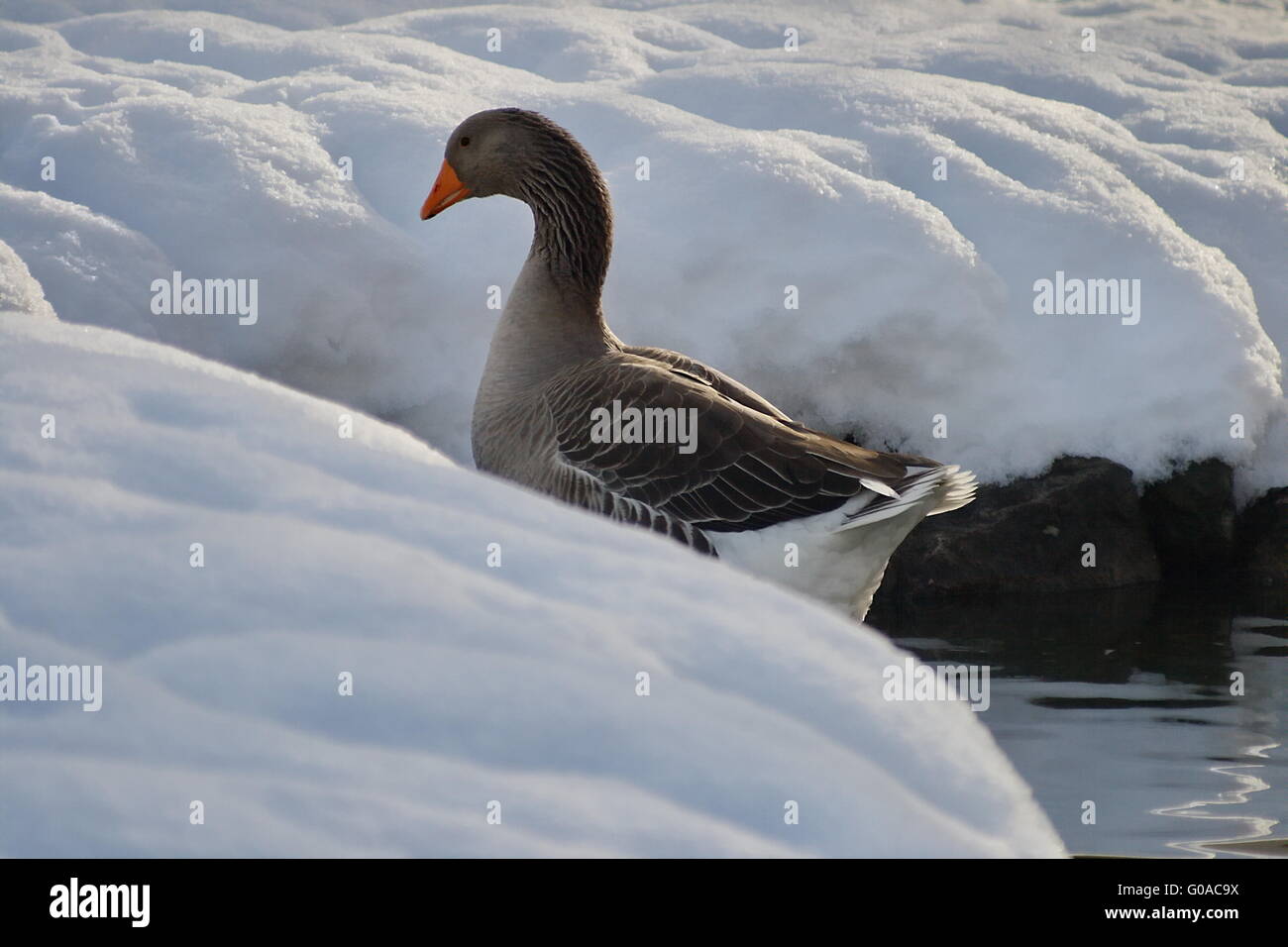 Graylag Goose from rear view Stock Photo - Alamy