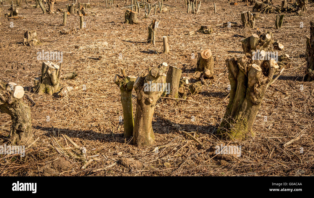 Deforestation farming hi-res stock photography and images - Alamy