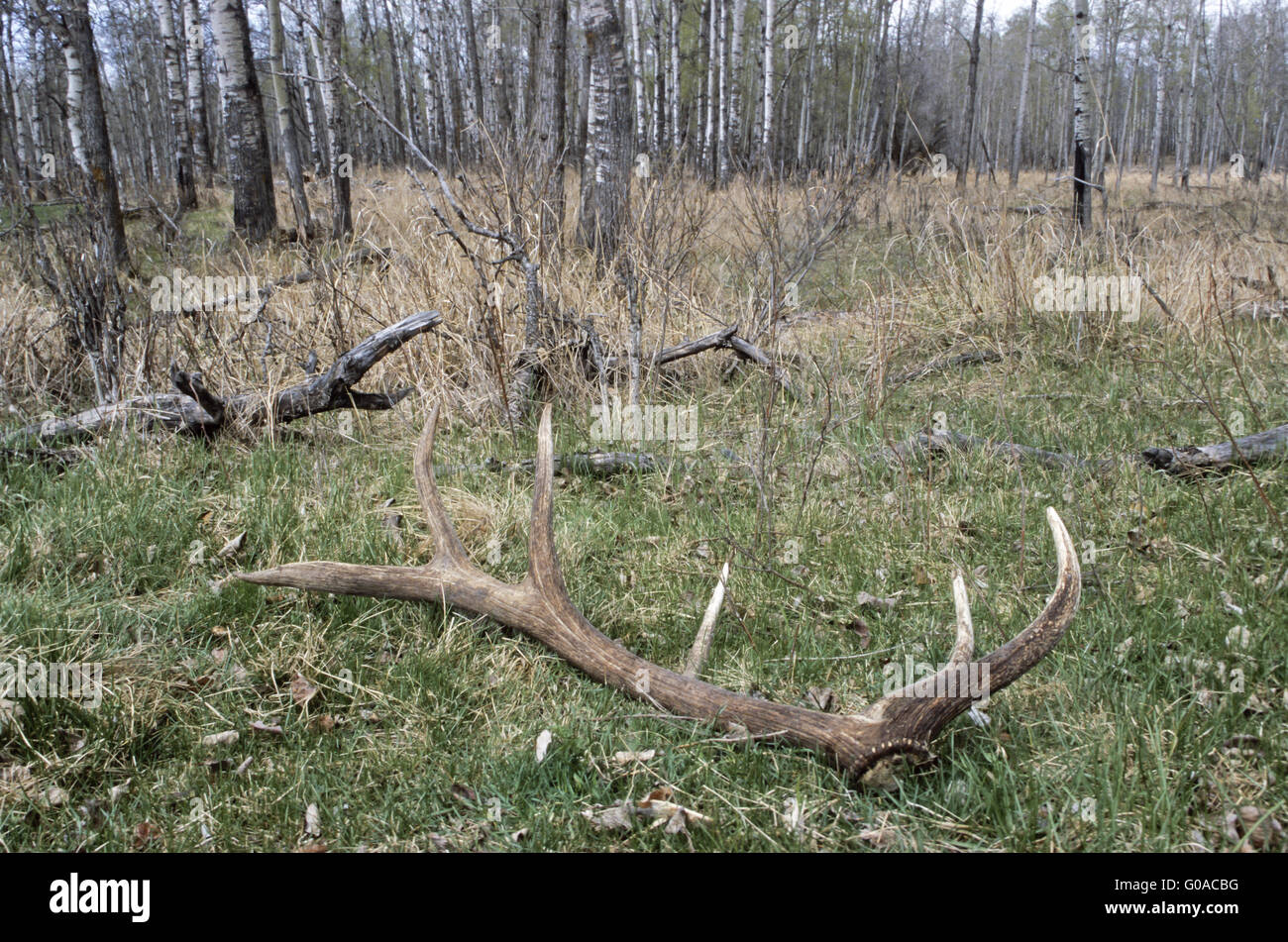 Big Elk Sheds