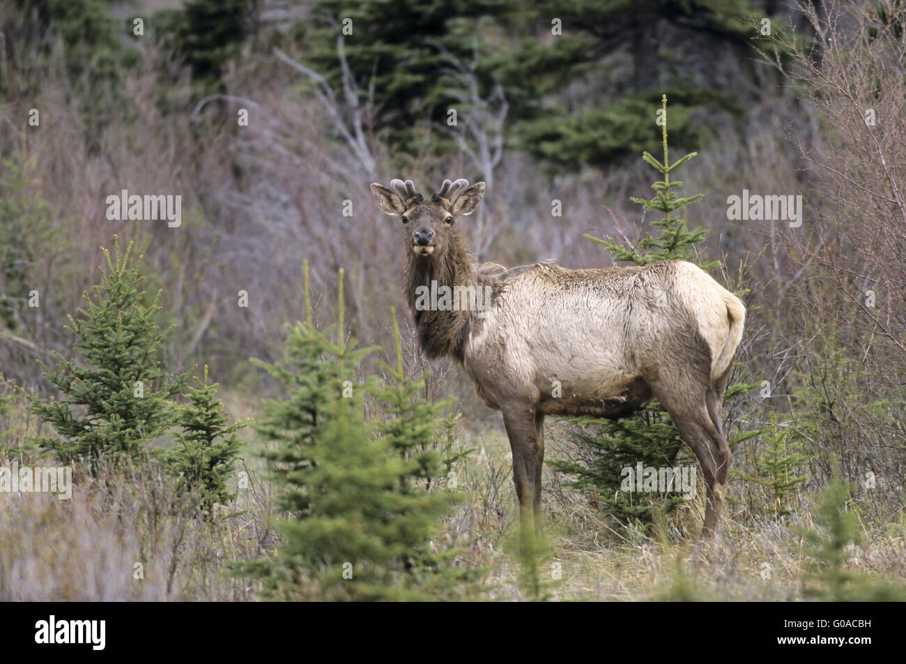 Bull Elk with velvet-covered antler in spring Stock Photo - Alamy