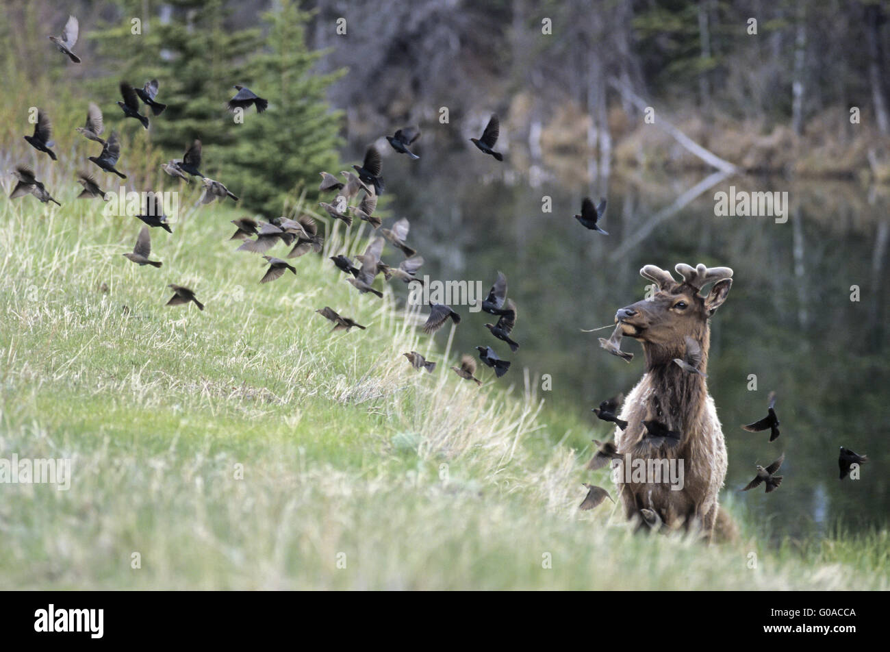 Bull Elk observing scared Brown-headed Cowbirds Stock Photo - Alamy