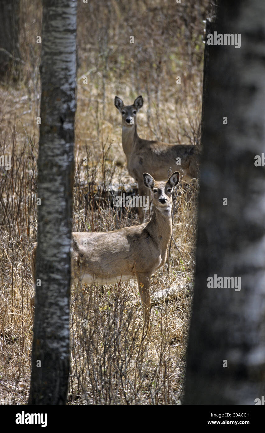 White tail deers hi-res stock photography and images - Alamy