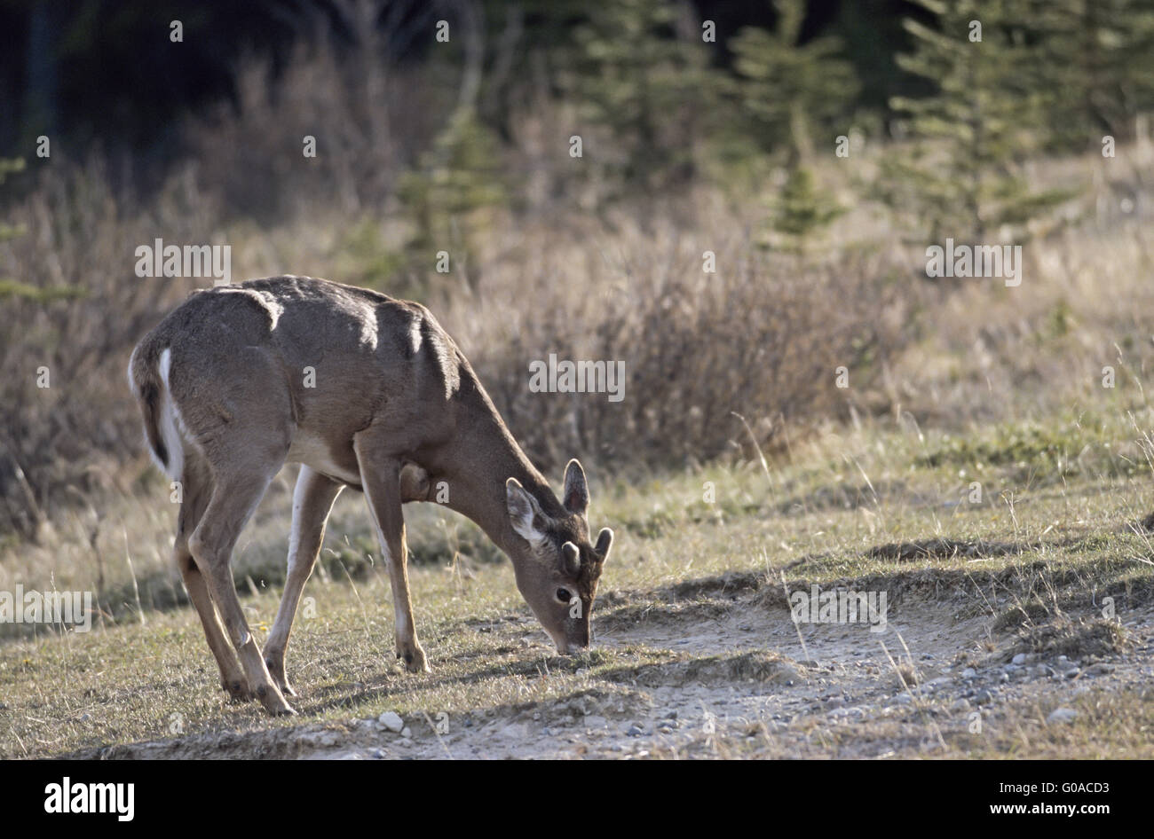 White-tailed Deer stag with velvet-covered antler Stock Photo - Alamy