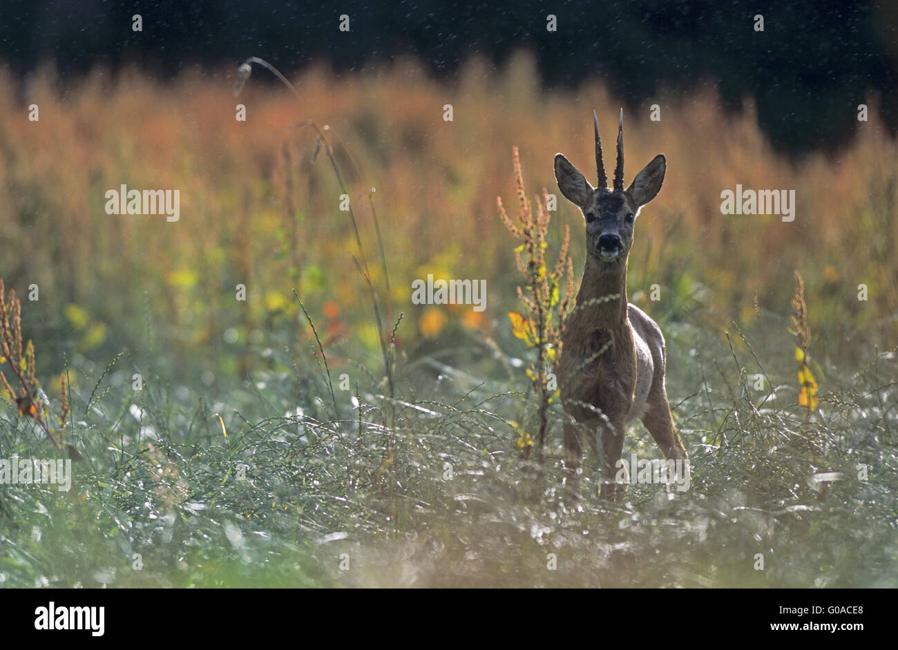 Roe Deer buck in the rut looking alert Stock Photo - Alamy