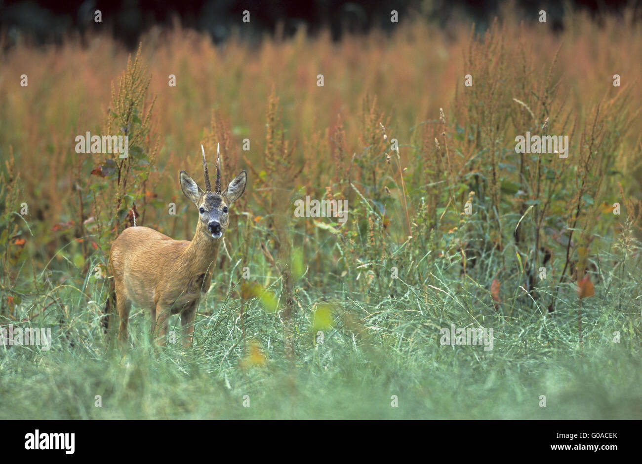 Roe Deer buck in the rut looking alert Stock Photo - Alamy
