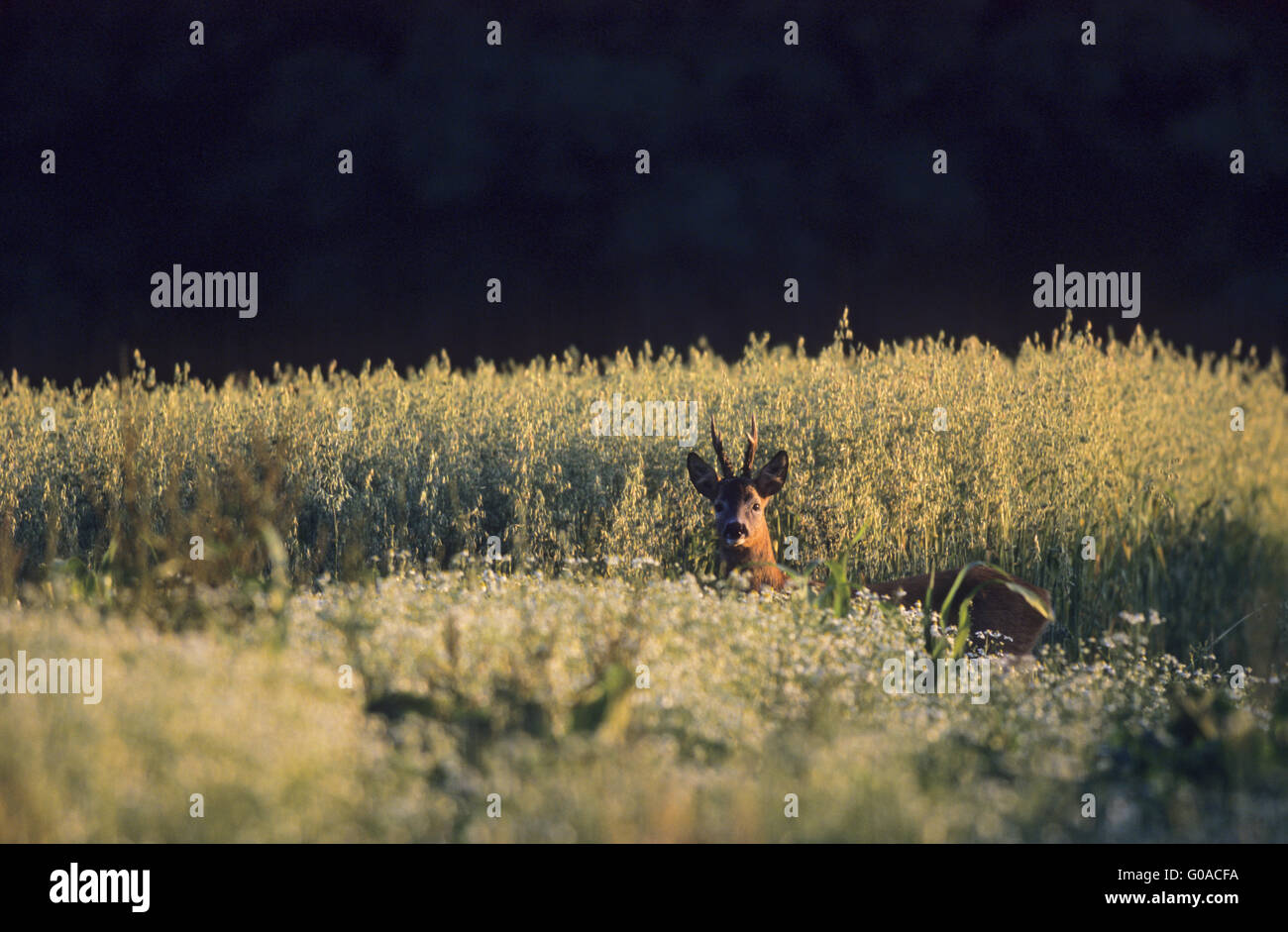 Roe Deer buck in the rut looking alert Stock Photo - Alamy