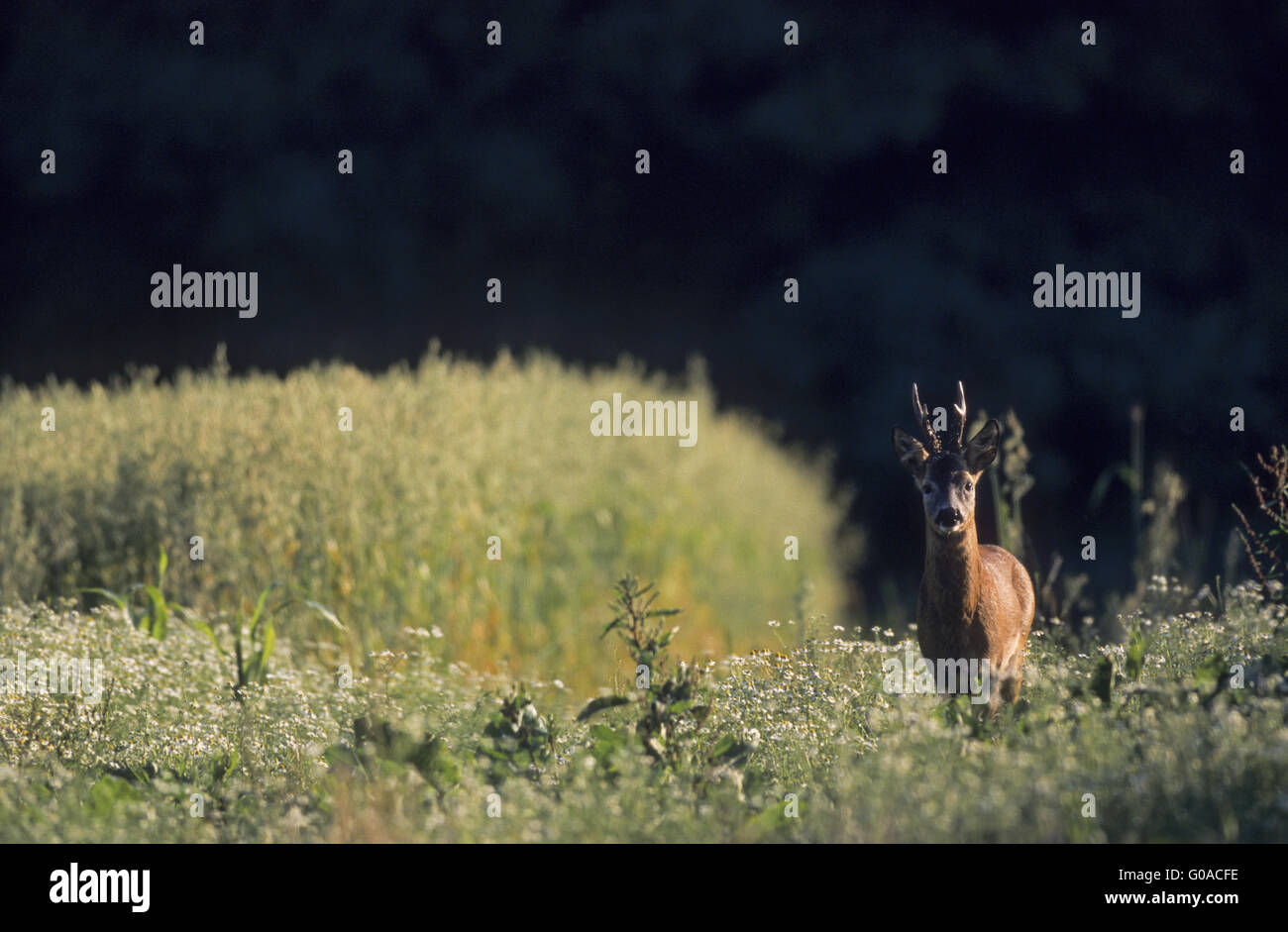 Roe Deer buck in the rut looking alert Stock Photo - Alamy