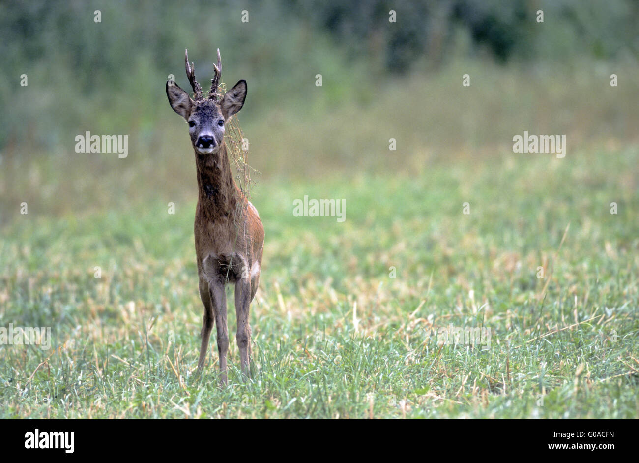 Roe Deer buck with Woodruff in his antler Stock Photo - Alamy