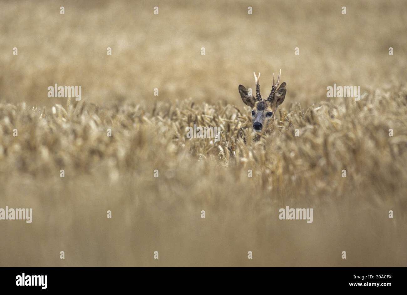 Roe Deer buck in the rut in a wheat field Stock Photo - Alamy