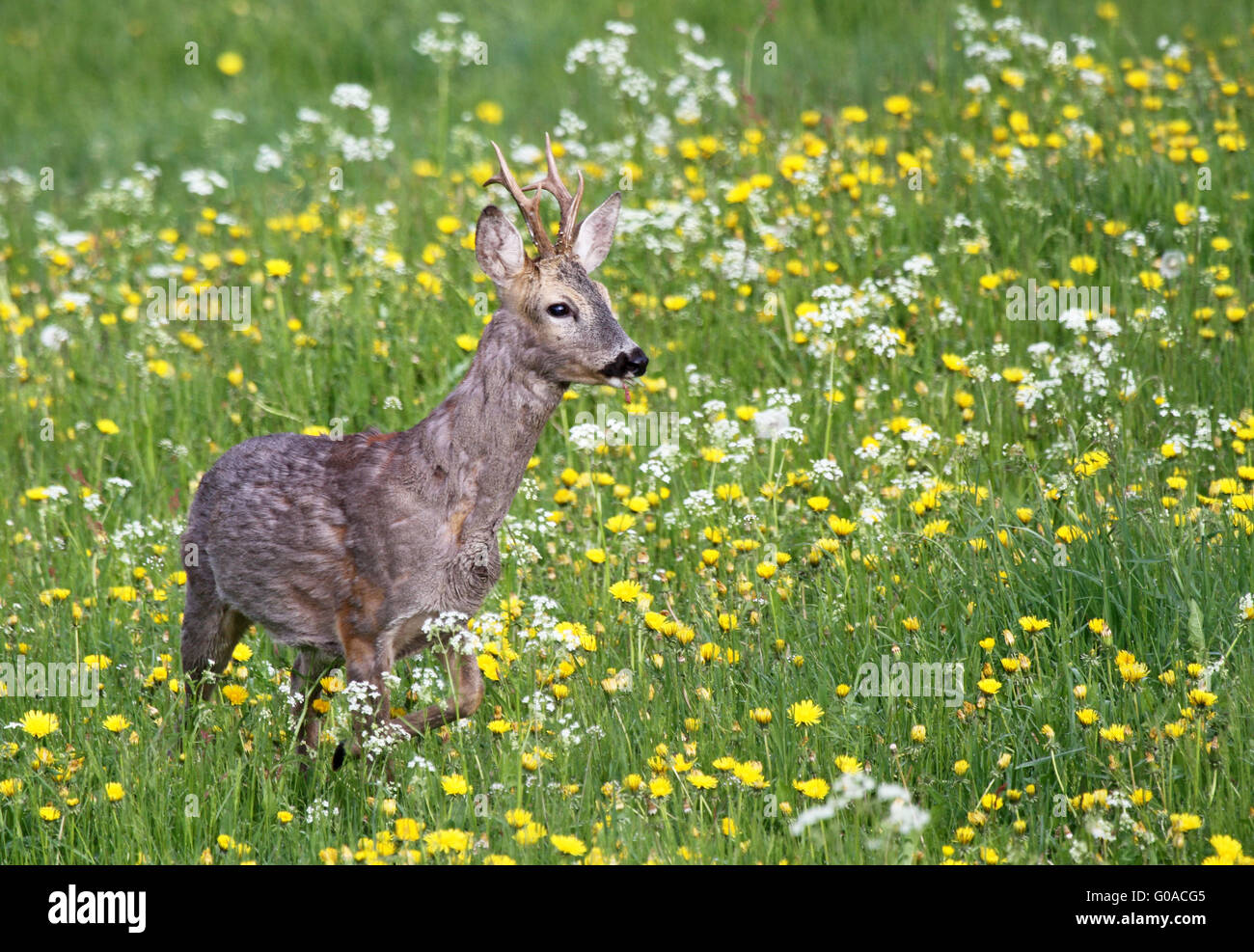 Roebuck does ricke hi-res stock photography and images - Alamy