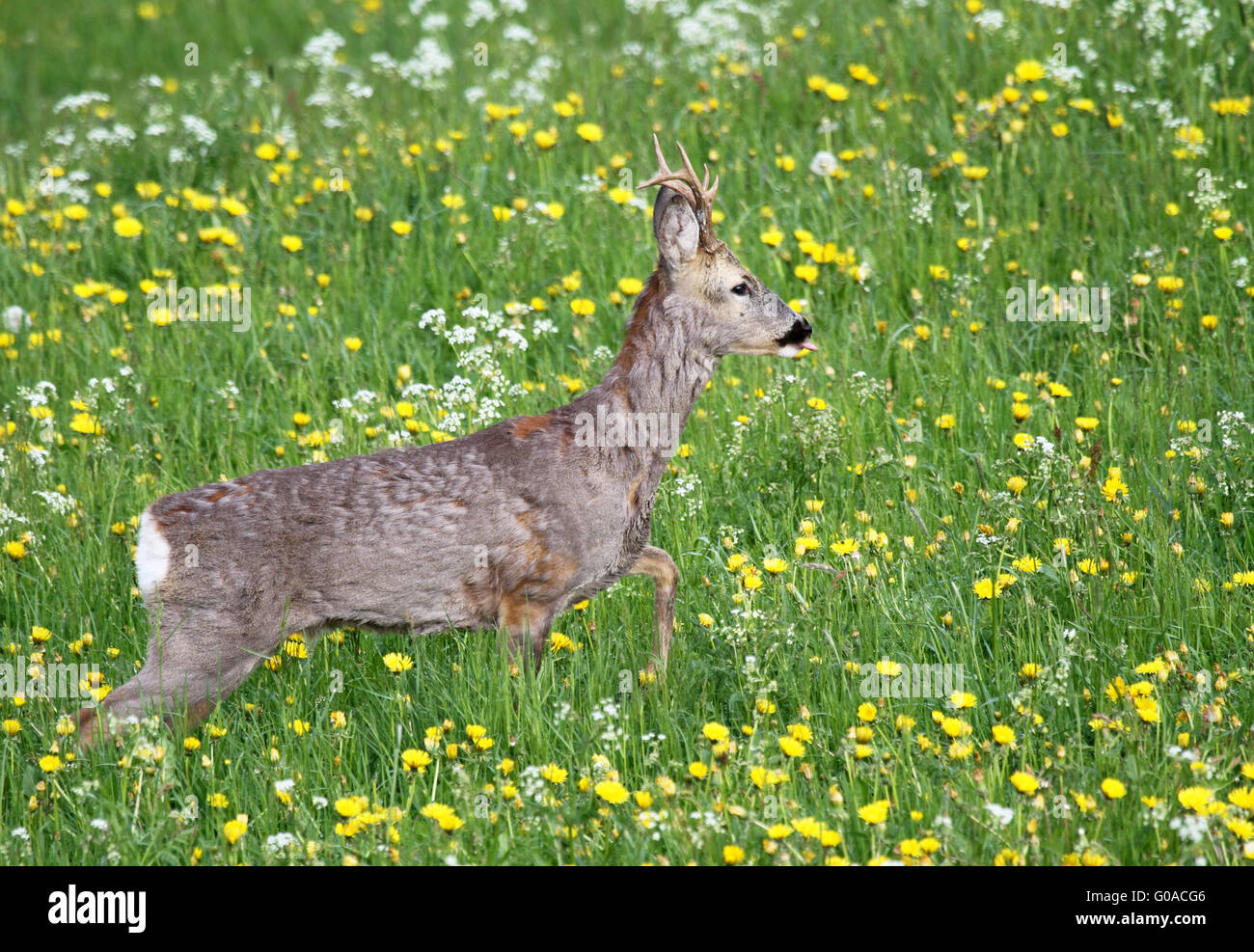 Roebuck does ricke hi-res stock photography and images - Alamy