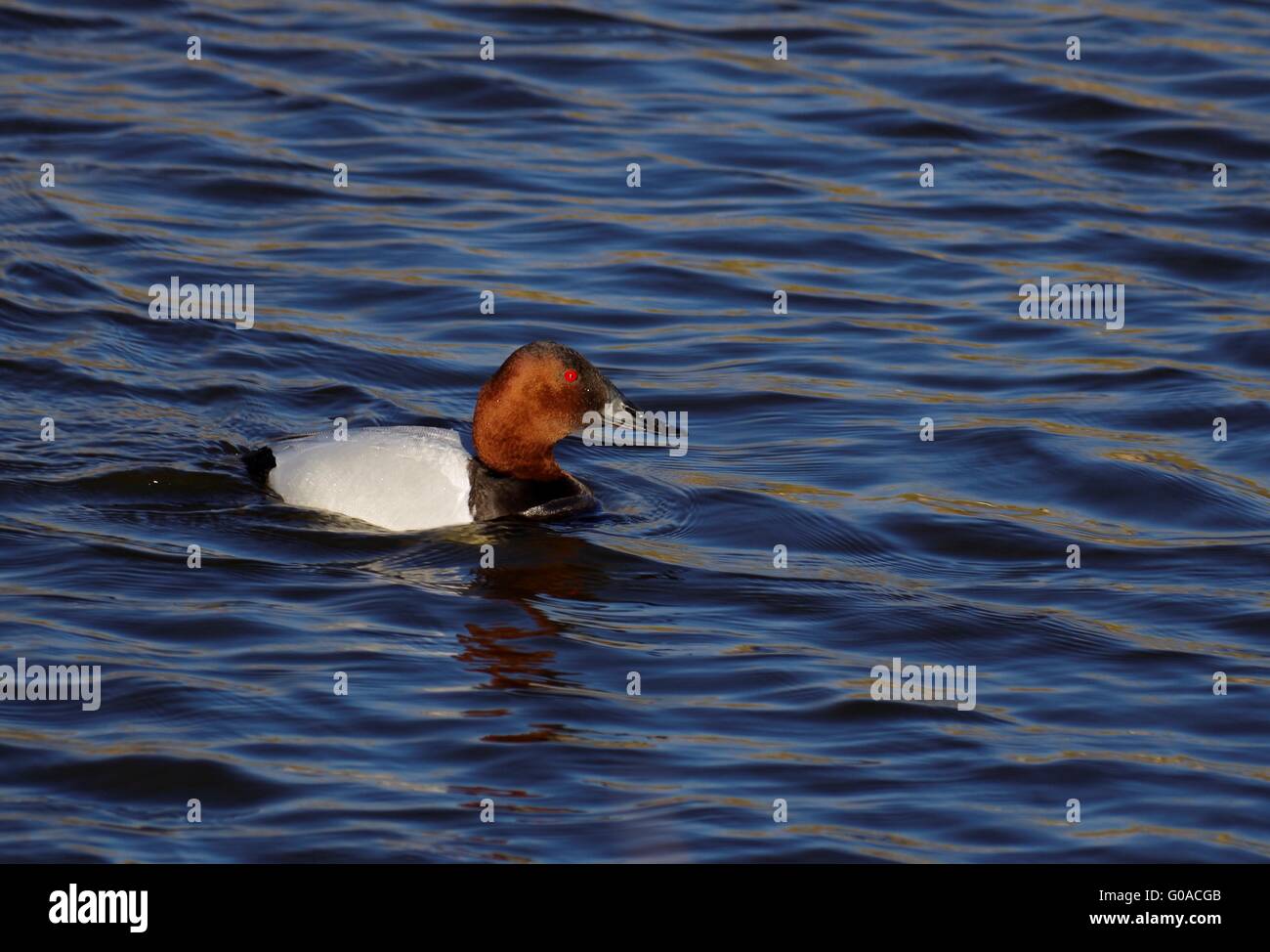 Canvas back duck hi-res stock photography and images - Alamy