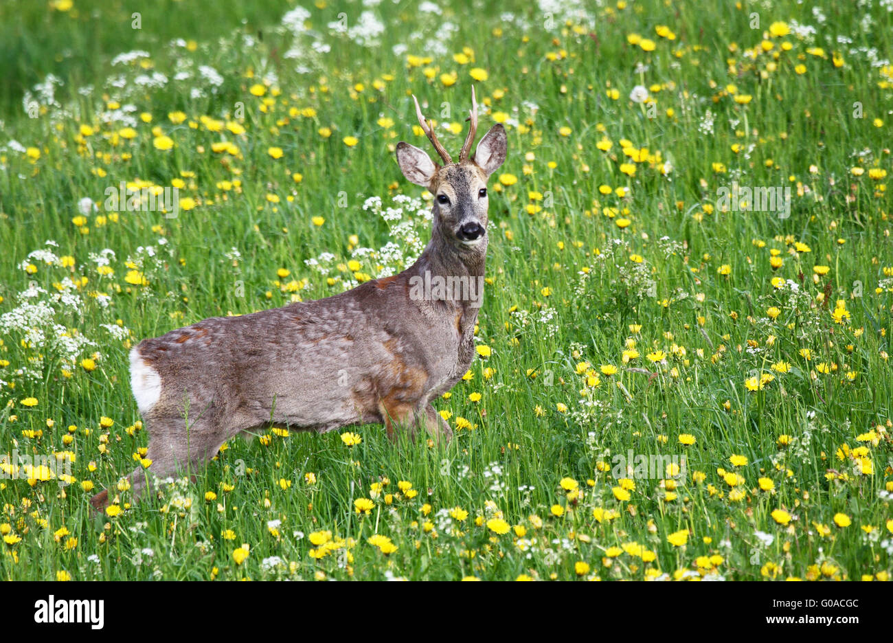 Roebuck does ricke hi-res stock photography and images - Alamy