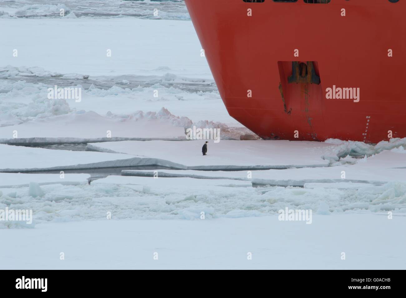 Antarctica penguin ship tourism hi-res stock photography and images - Alamy