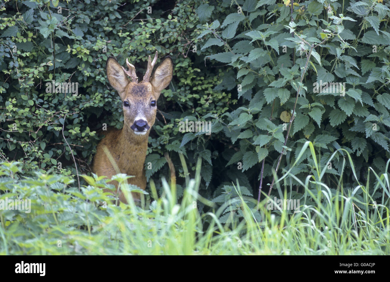 Abnormal Antler High Resolution Stock Photography and Images - Alamy
