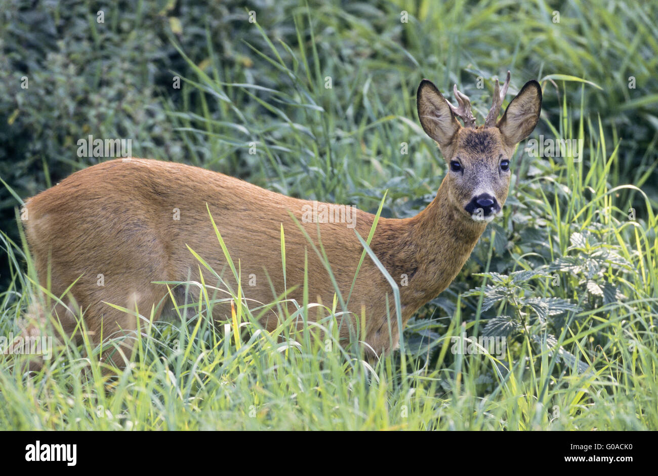 Young Roe Deer buck with abnormal antler Stock Photo - Alamy